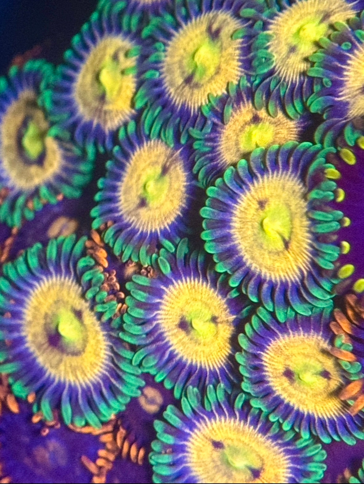 Laser Lemon Zoa – Slickreefing