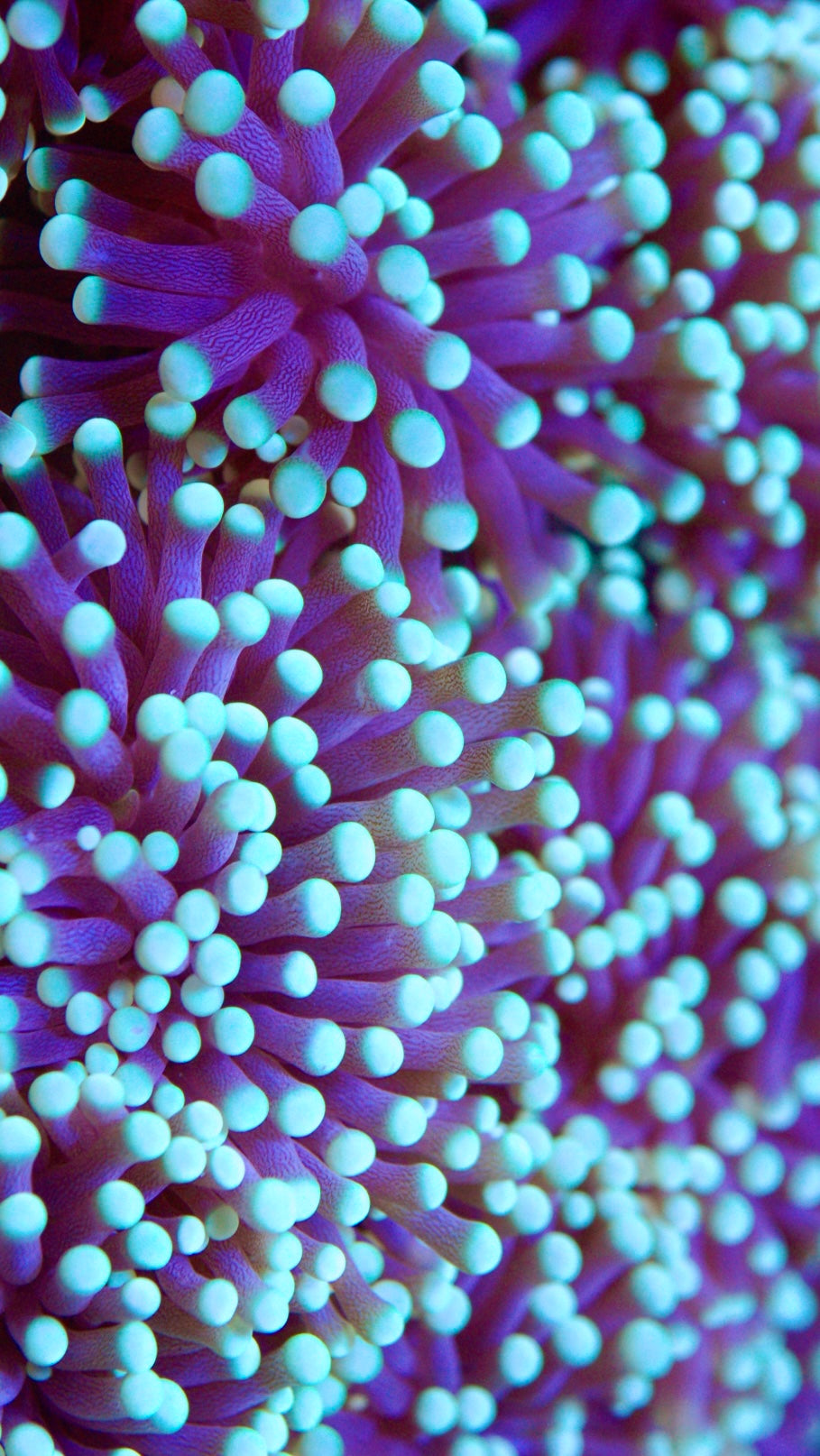 Purple Torch Captive Spawn – Slickreefing